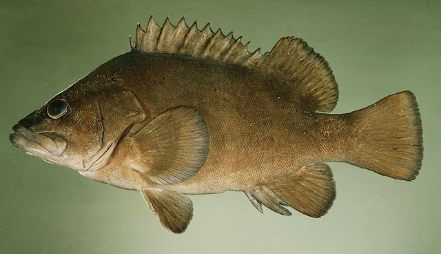 (Acanthistius) Род МЕРО 11 видов